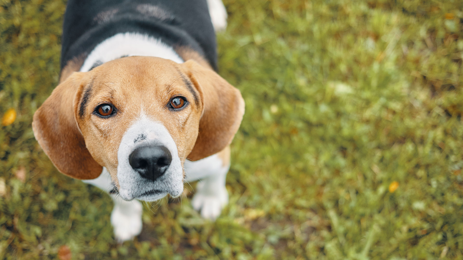 Adopter un Beagle de Laboratoire : le Guide Complet